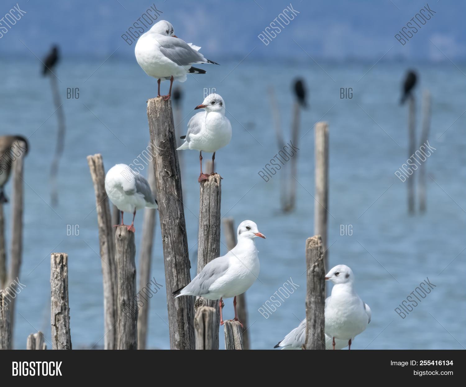 Seagull Perched On Image & Photo (Free Trial) | Bigstock