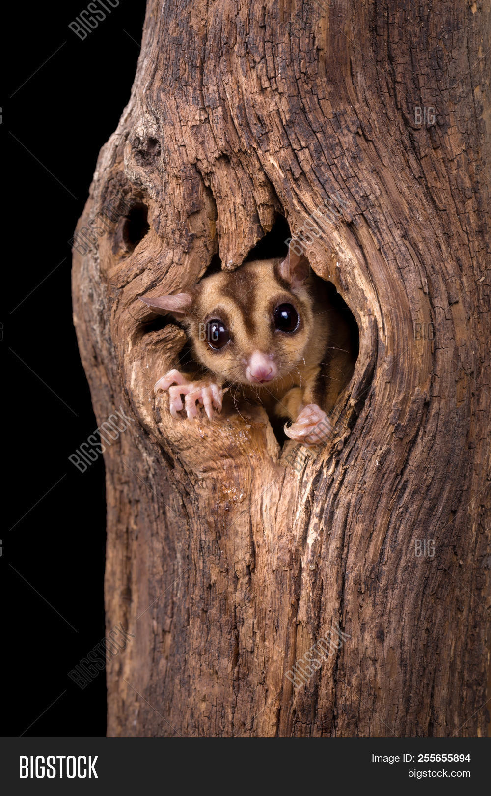 Closeup Sugar Glider Image & Photo (Free Trial) | Bigstock