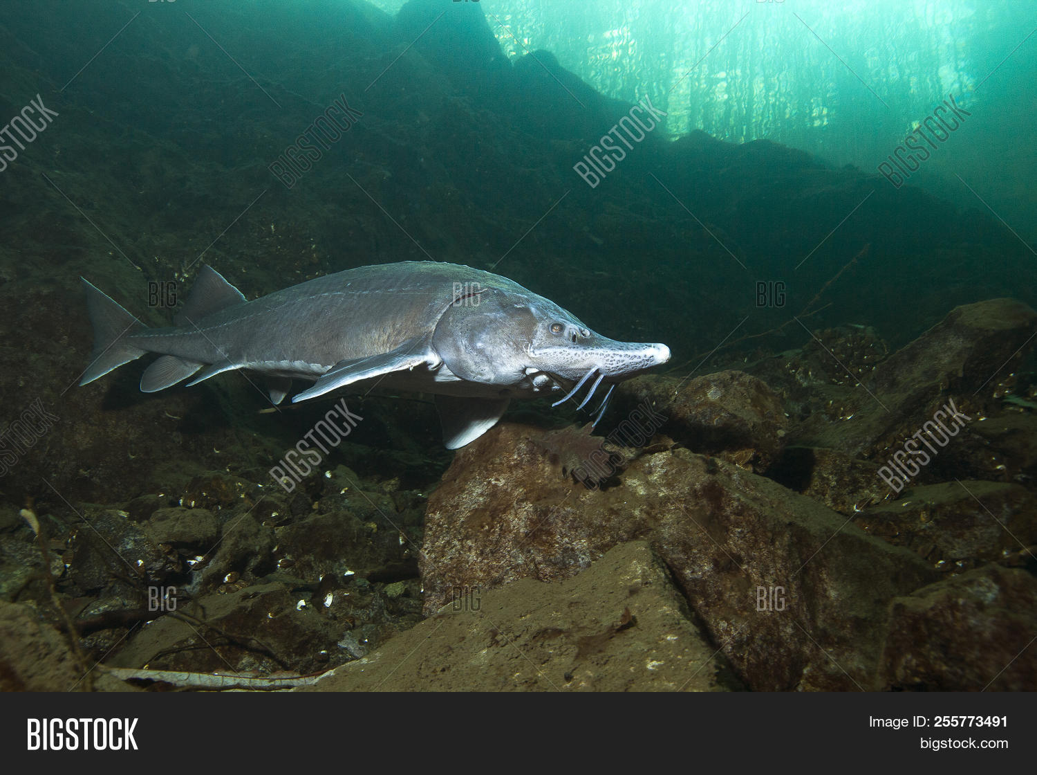 Freshwater Fish Image & Photo (Free Trial) | Bigstock