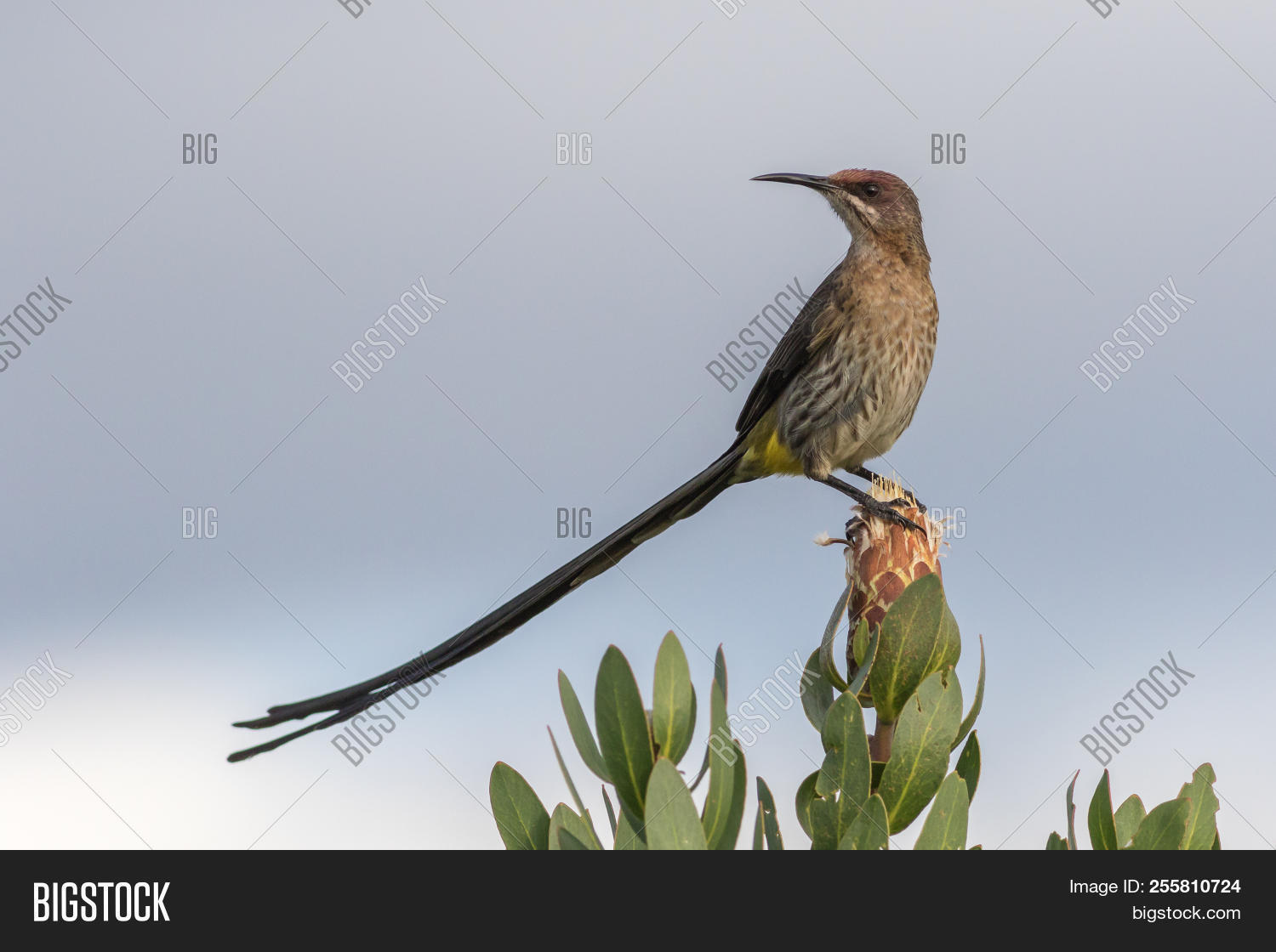 Adult Cape Sugarbird Image & Photo (Free Trial) | Bigstock