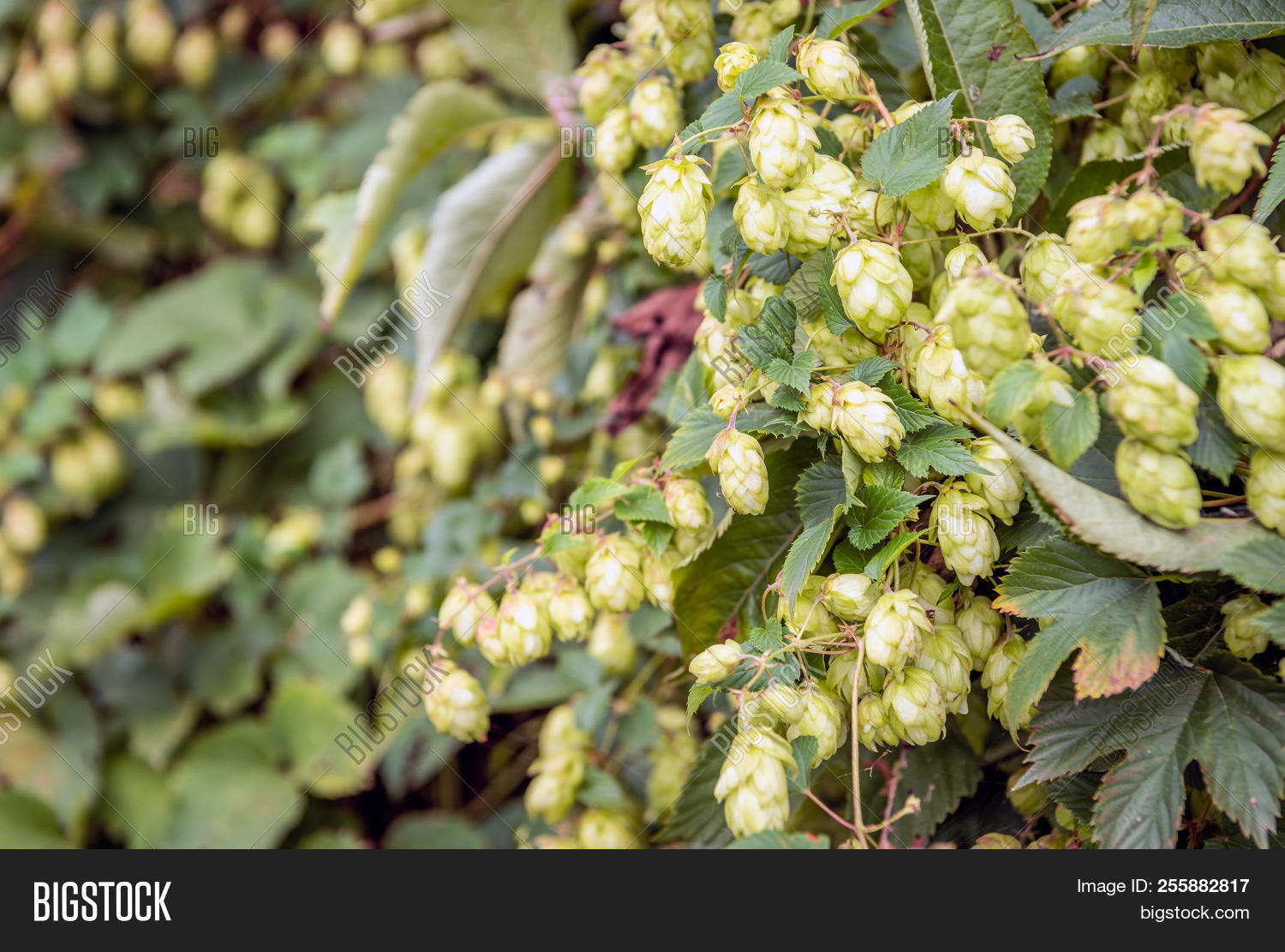 Closeup Common Hop Image & Photo (Free Trial) | Bigstock