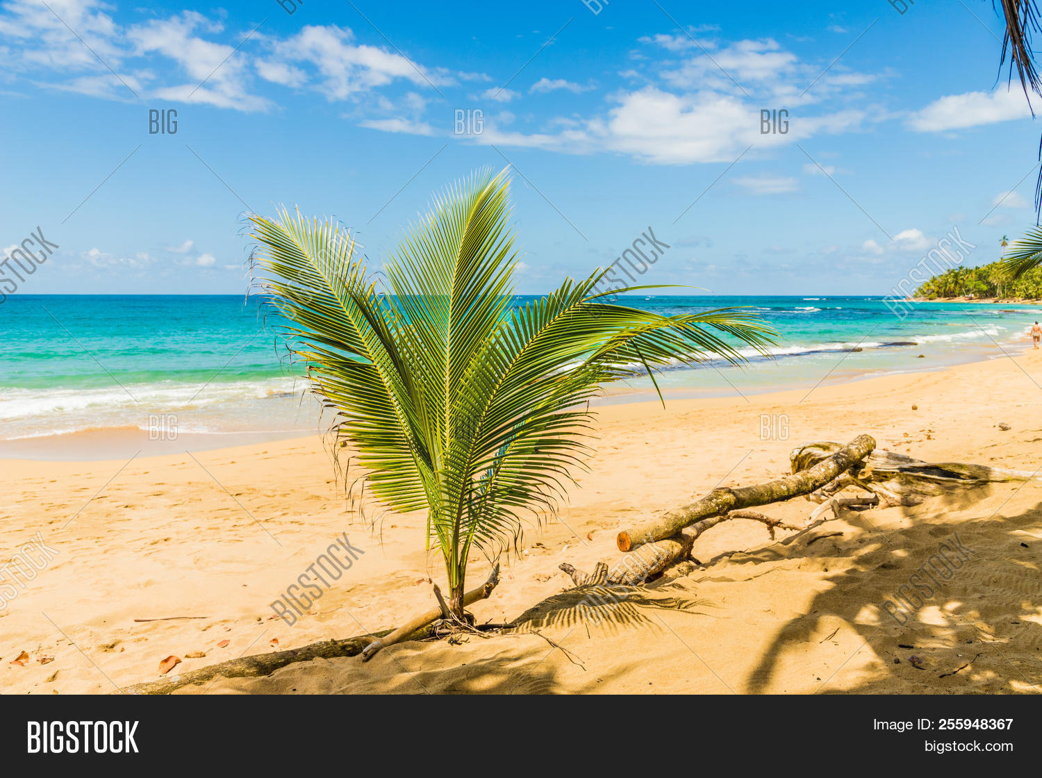 Punta Uva, Puerto Image & Photo (Free Trial) | Bigstock