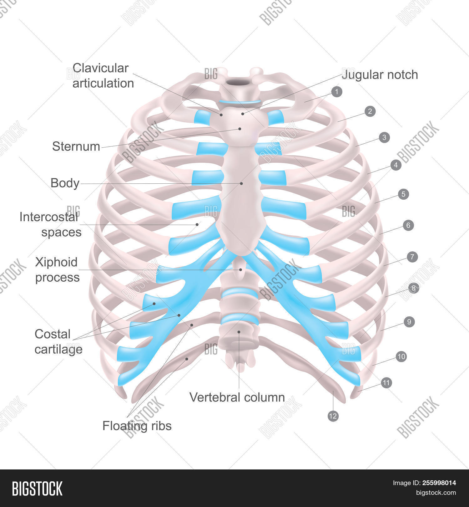 Thoracic Cage Made Image & Photo (Free Trial) | Bigstock