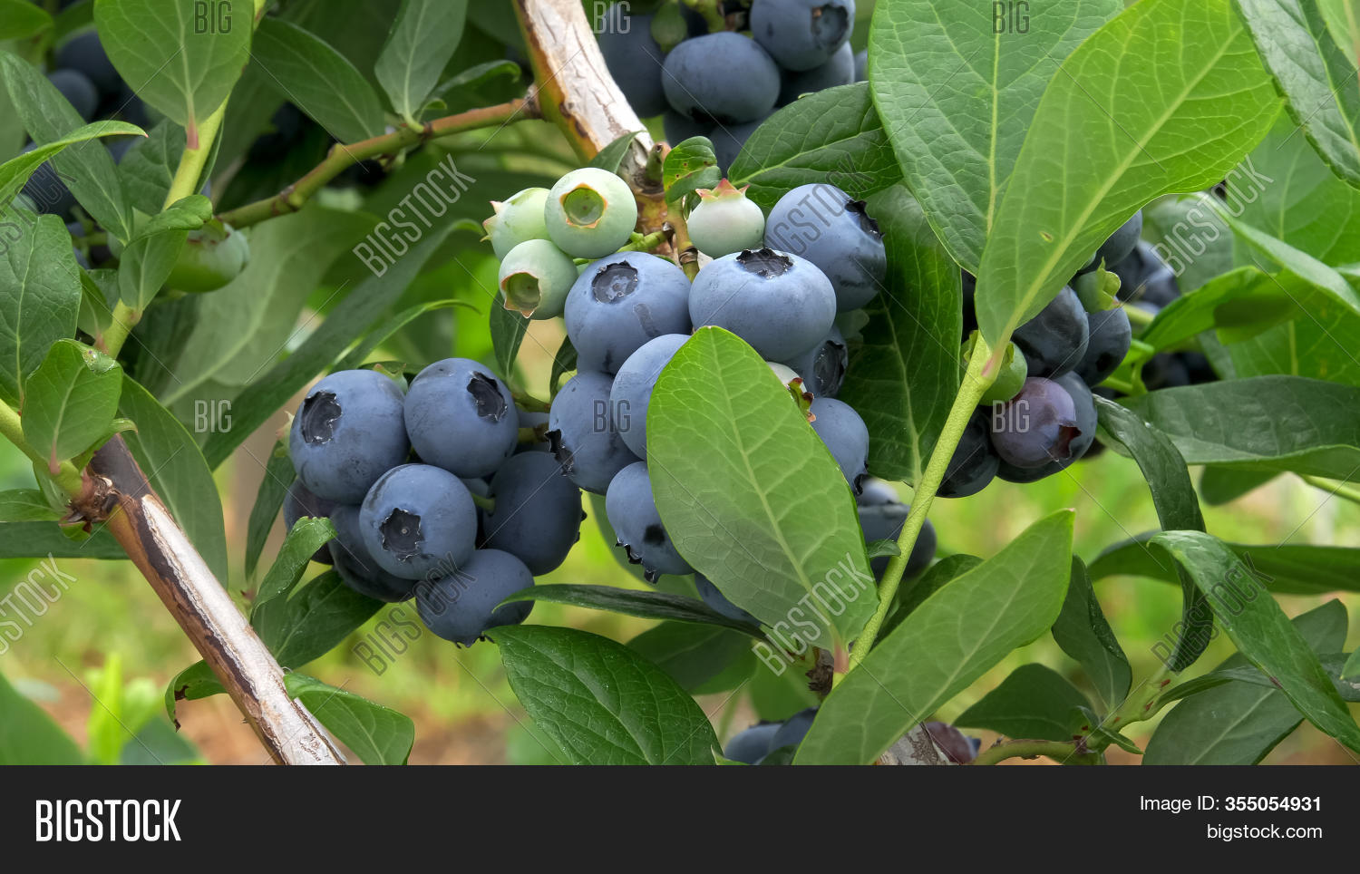 Close Ripe Blueberries Image & Photo (Free Trial) | Bigstock