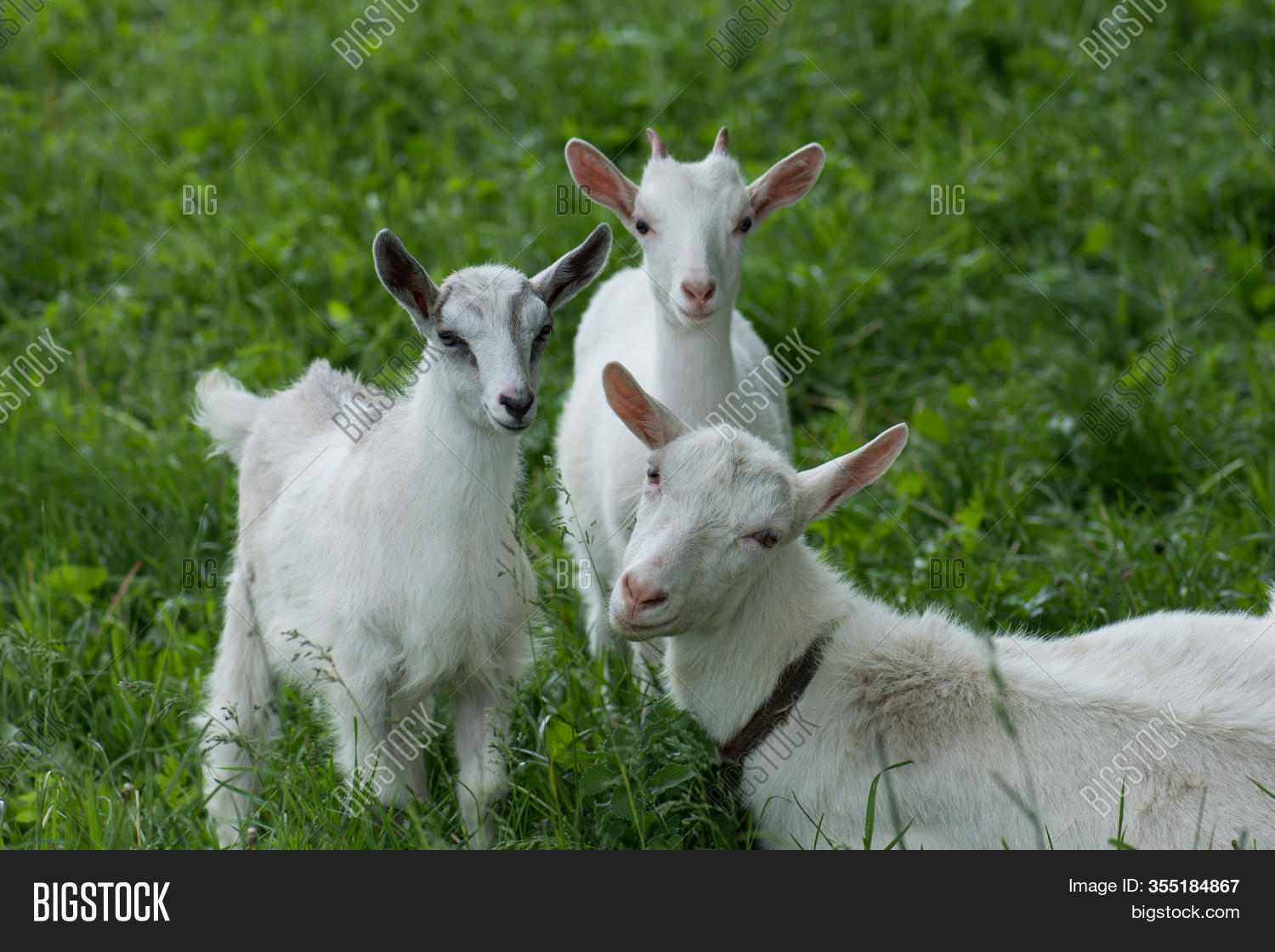 Family Goats On Green Image & Photo (Free Trial) | Bigstock