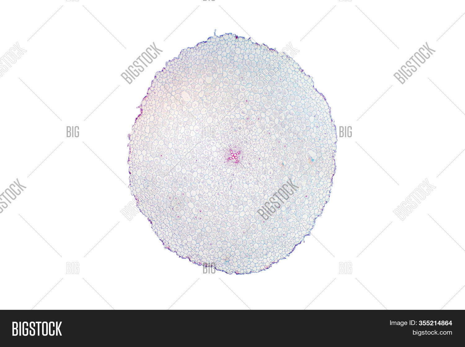 dicot root under microscope 4x