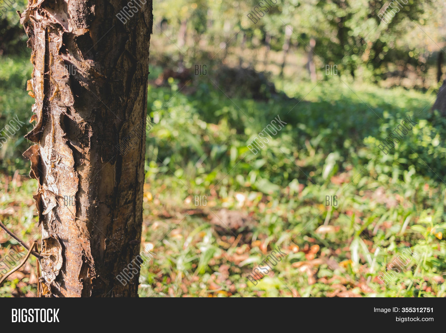 Closeup Debarked Tree Image & Photo (Free Trial) | Bigstock
