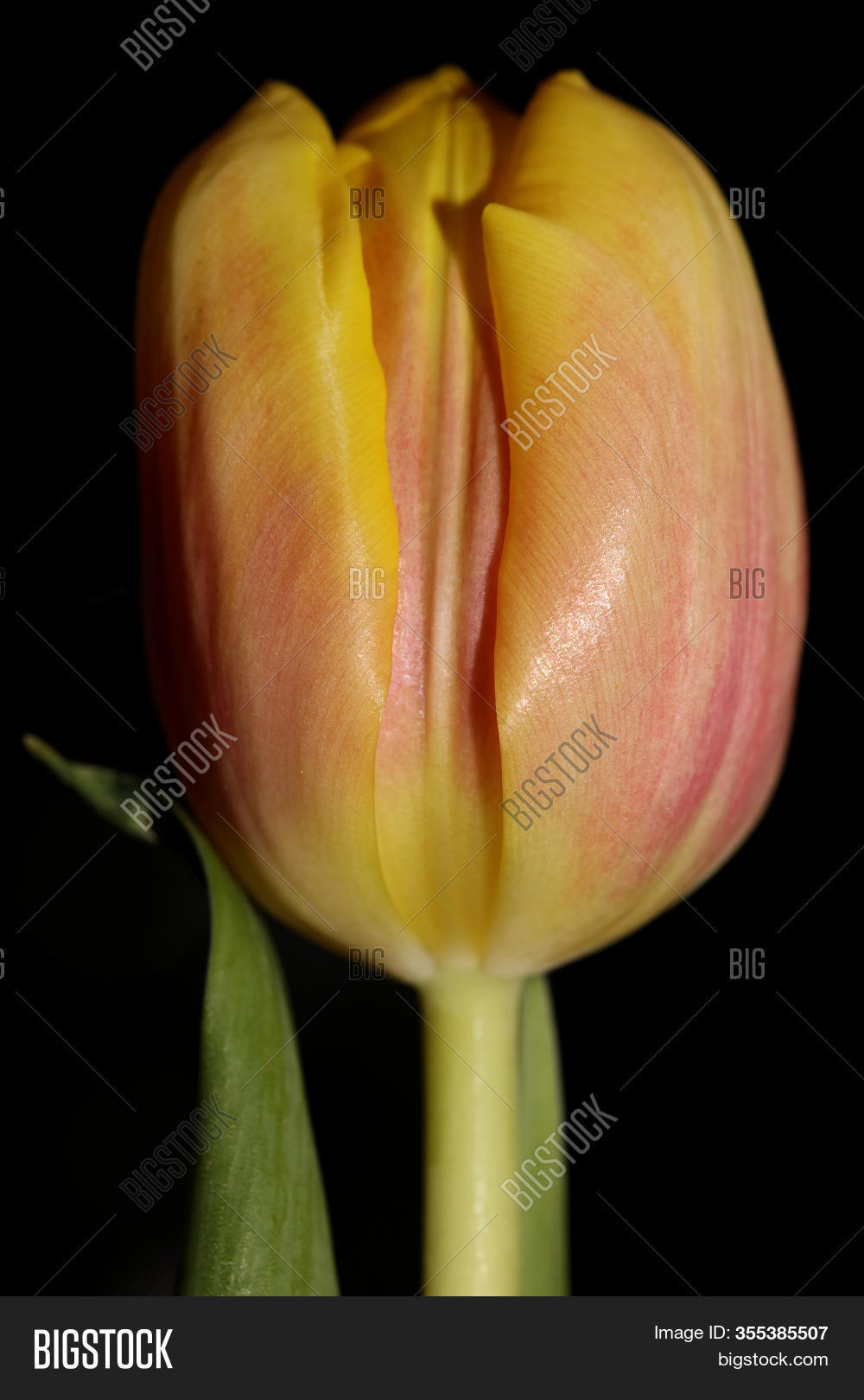 Tulip Flower Macro Image & Photo (Free Trial) | Bigstock