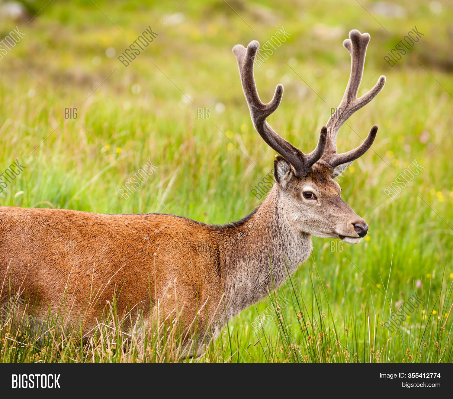 Stag Close . Close Image & Photo (Free Trial) | Bigstock
