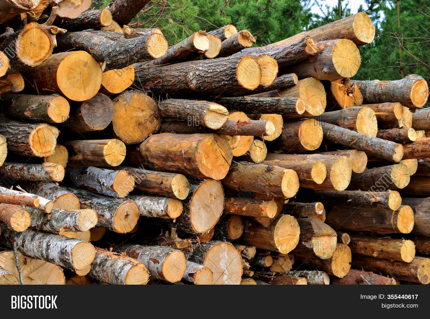 Stack Cut Pine Tree Image & Photo (Free Trial) | Bigstock