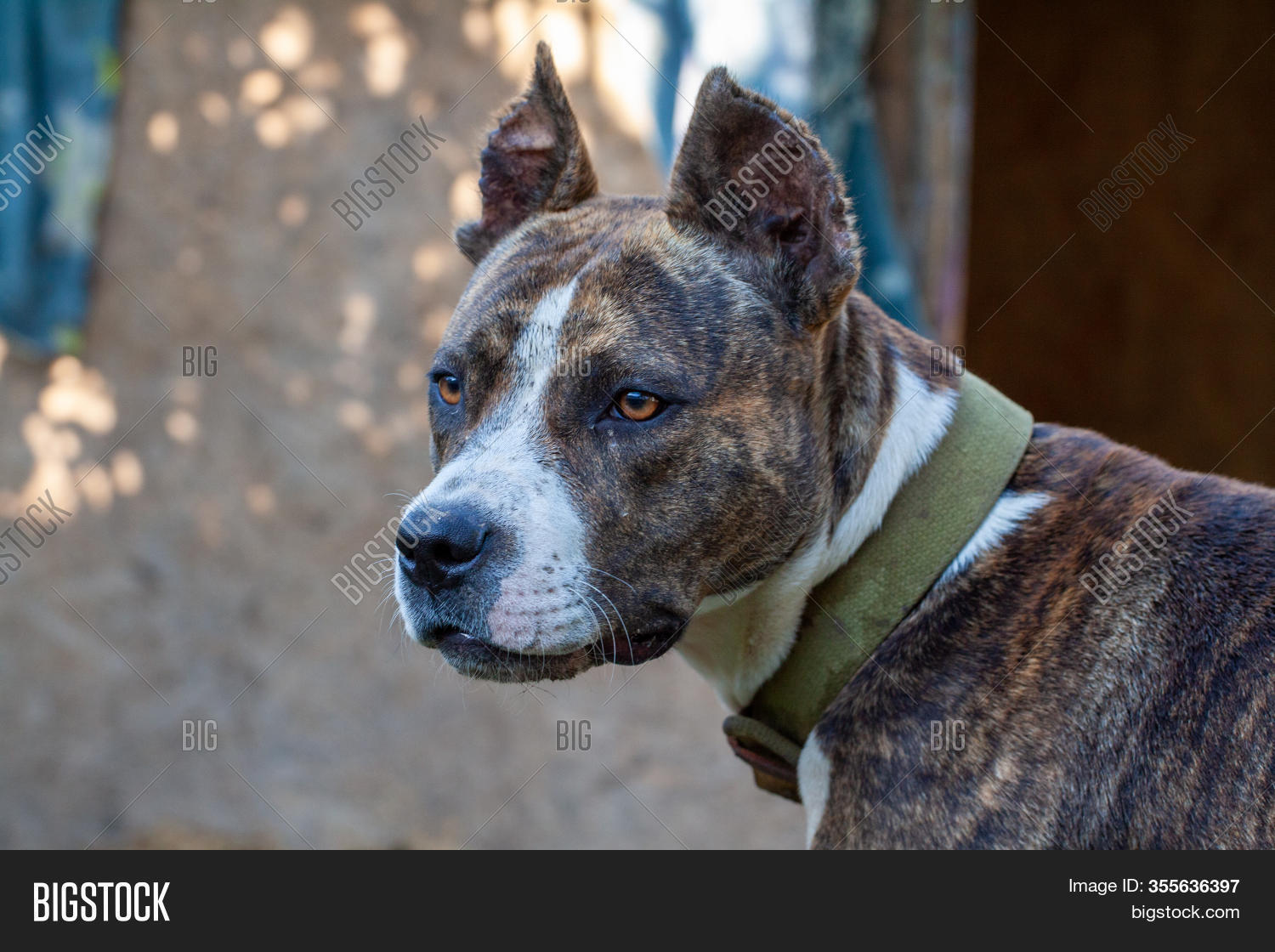 Muzzle Large Evil Image & Photo (Free Trial) | Bigstock