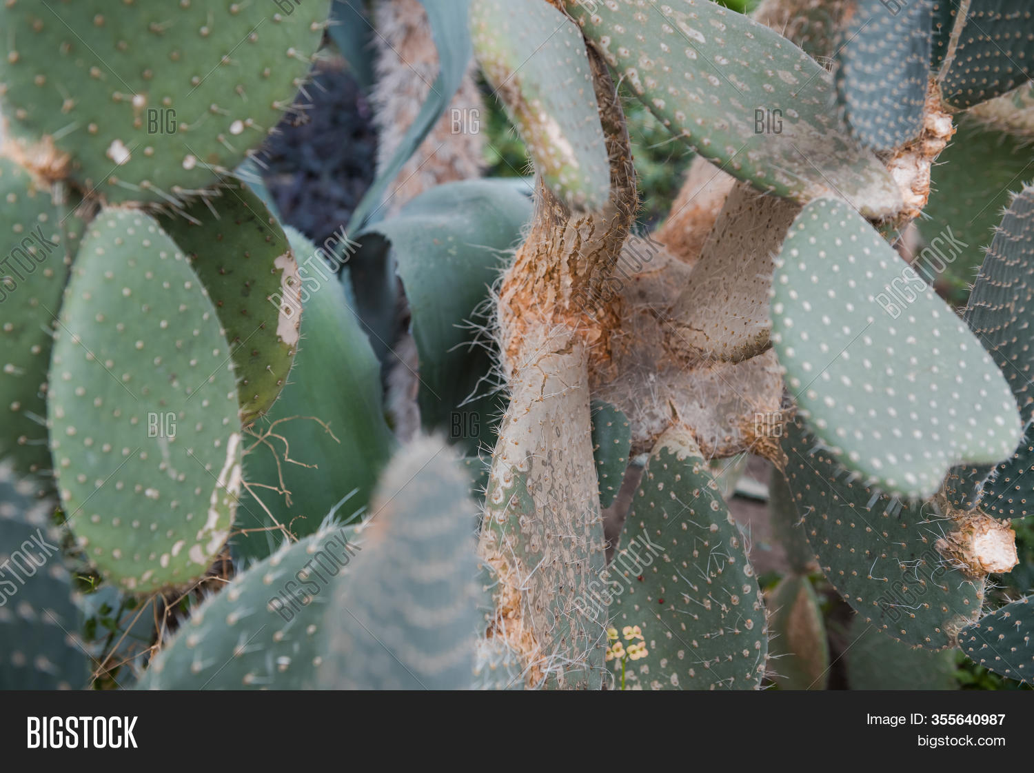 Cactus Close-. Needles Image & Photo (Free Trial) | Bigstock