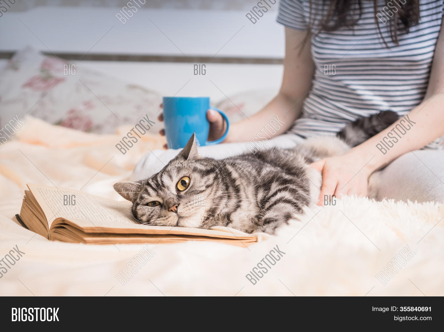 Funny Cat Controlling Image & Photo (Free Trial) | Bigstock