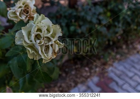 Close Withering White Image & Photo (Free Trial) | Bigstock