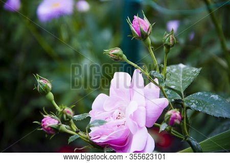 Peony Images, Illustrations & Vectors (Free) - Bigstock