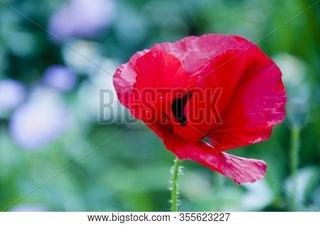 Red Poppies Images, Illustrations & Vectors (Free) - Bigstock