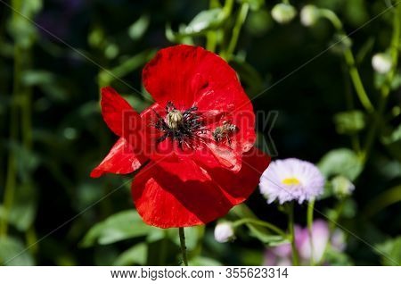 Red Poppies Images, Illustrations & Vectors (Free) - Bigstock