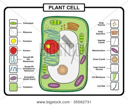 Plant Cell Image & Photo (Free Trial) | Bigstock
