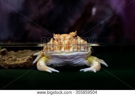 Horned Toad Images, Illustrations & Vectors (Free) - Bigstock
