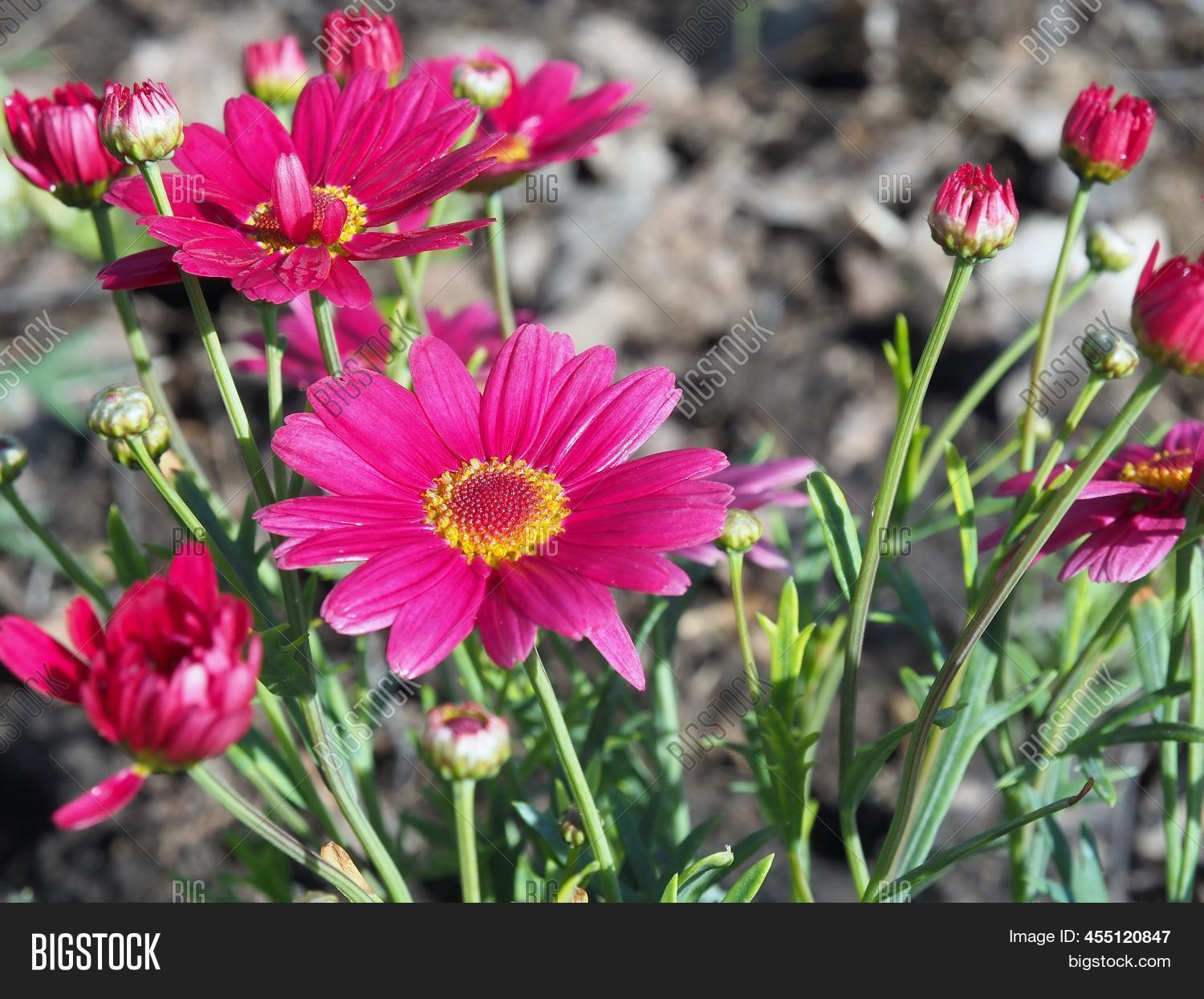 Close Pink Marguerite Image & Photo (Free Trial) | Bigstock