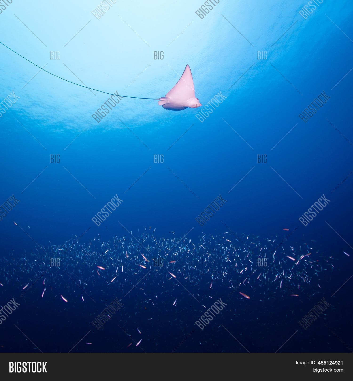 Eagle Ray Swimming Image & Photo (Free Trial) | Bigstock