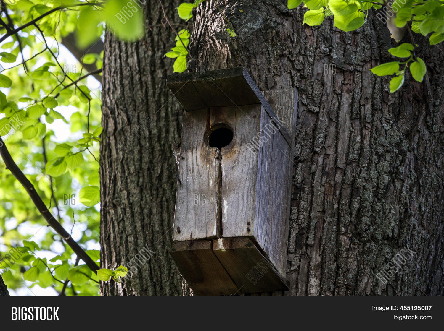 Bird House Tree. Old Image & Photo (Free Trial) | Bigstock