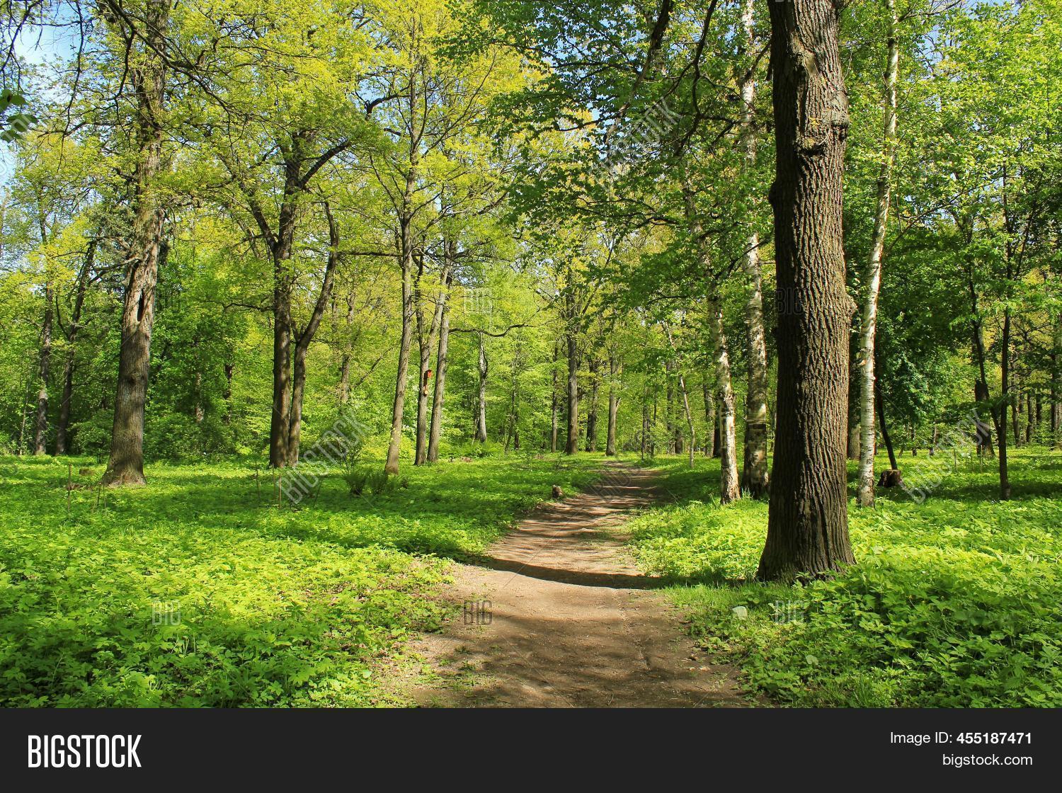 Summer Forest Image & Photo (Free Trial) | Bigstock