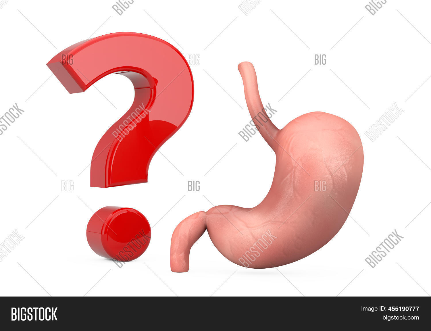 Human Stomach Anatomy Image & Photo (Free Trial) | Bigstock