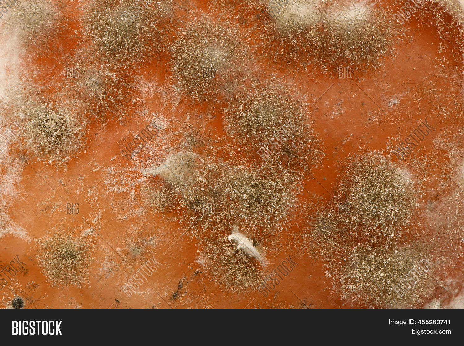 Mold Extreme Close-. Image & Photo (Free Trial) | Bigstock