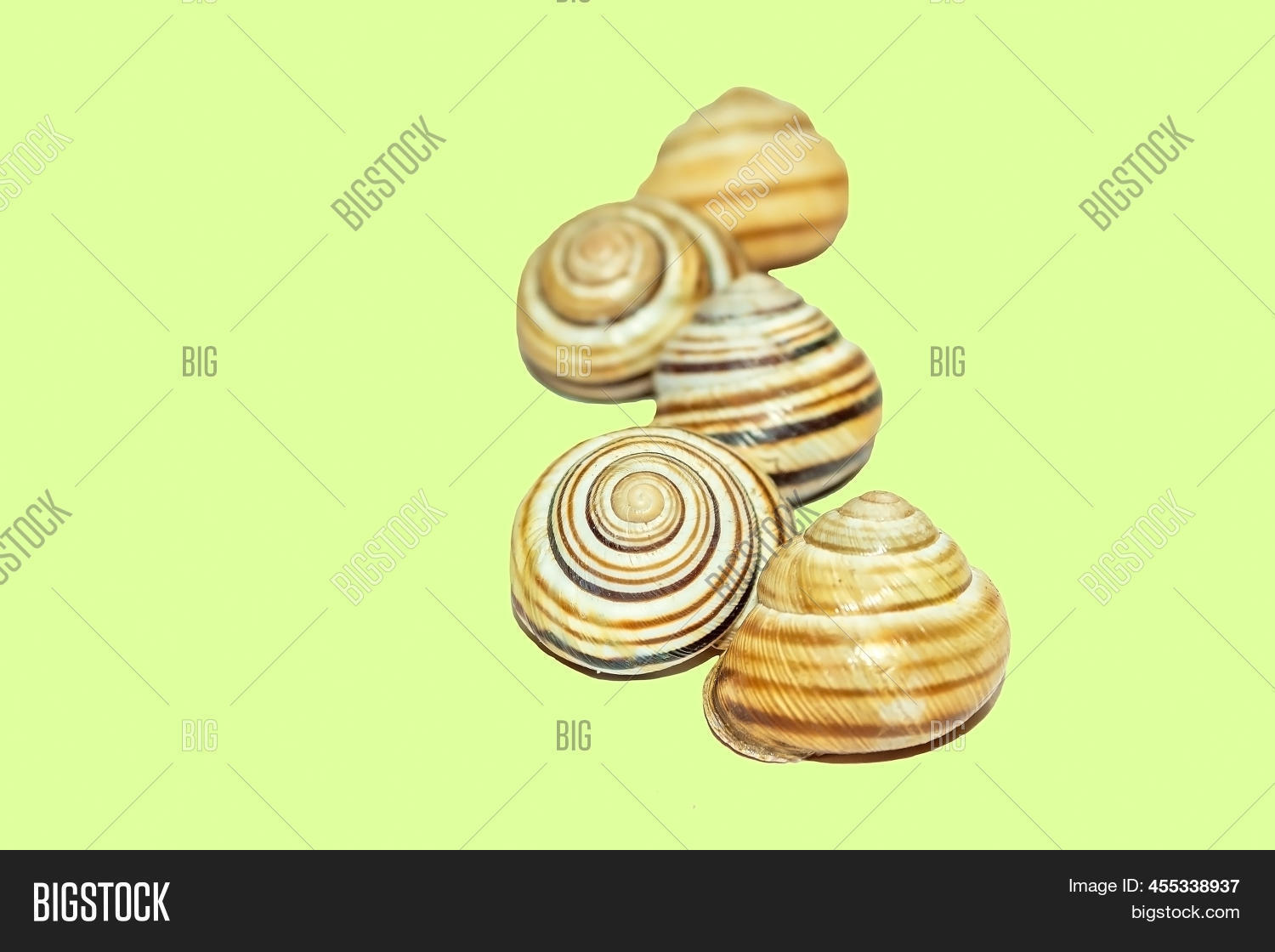 Shells On Separate Image & Photo (Free Trial) | Bigstock