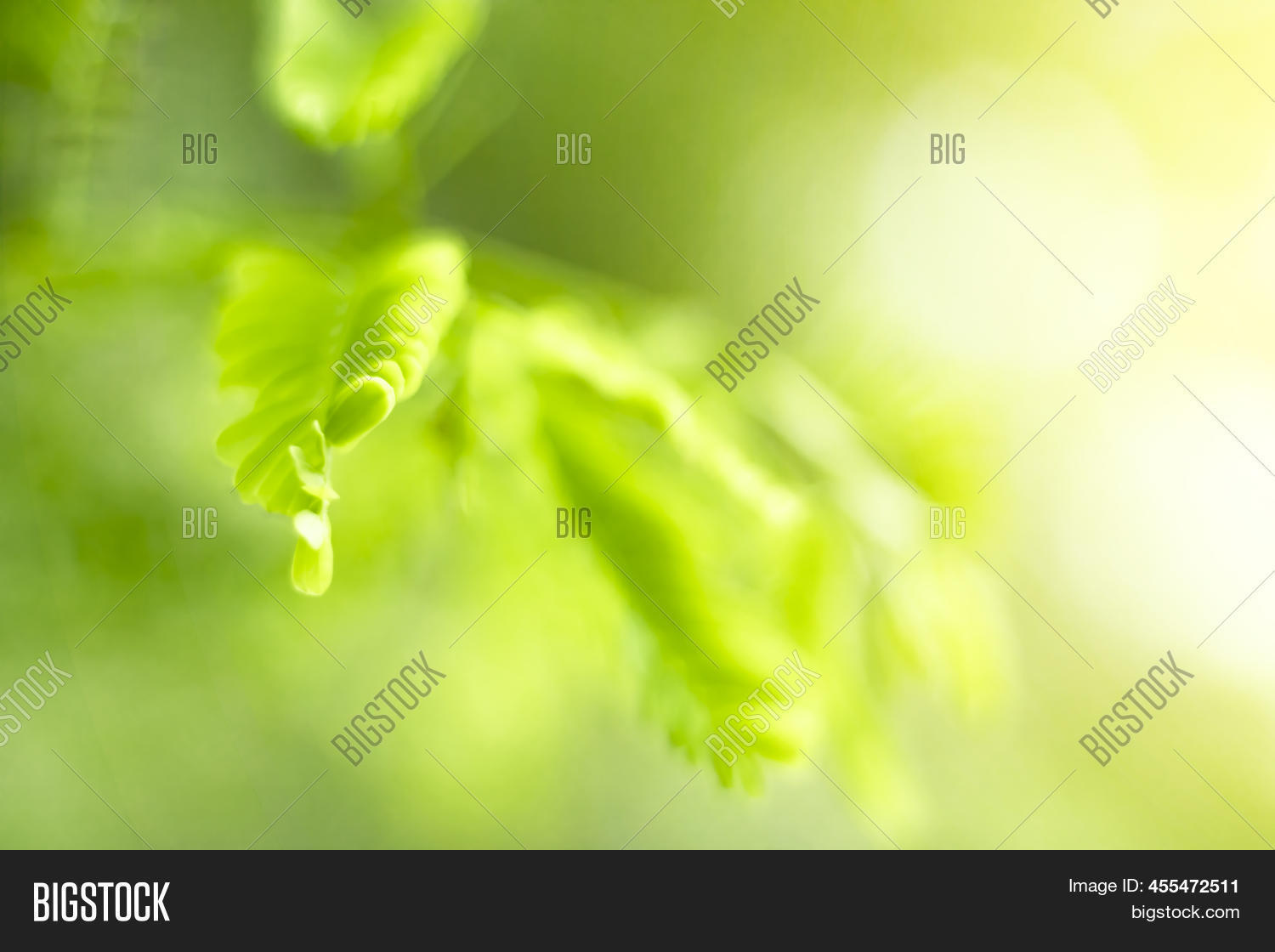 Blurred Leaves Image & Photo (Free Trial) | Bigstock