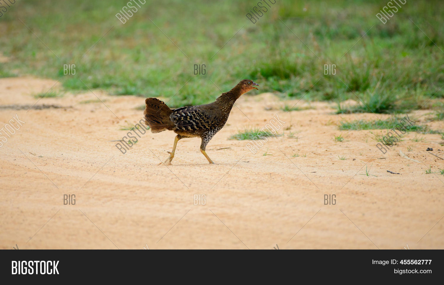 Female Jungle Fowl Image & Photo (Free Trial) | Bigstock
