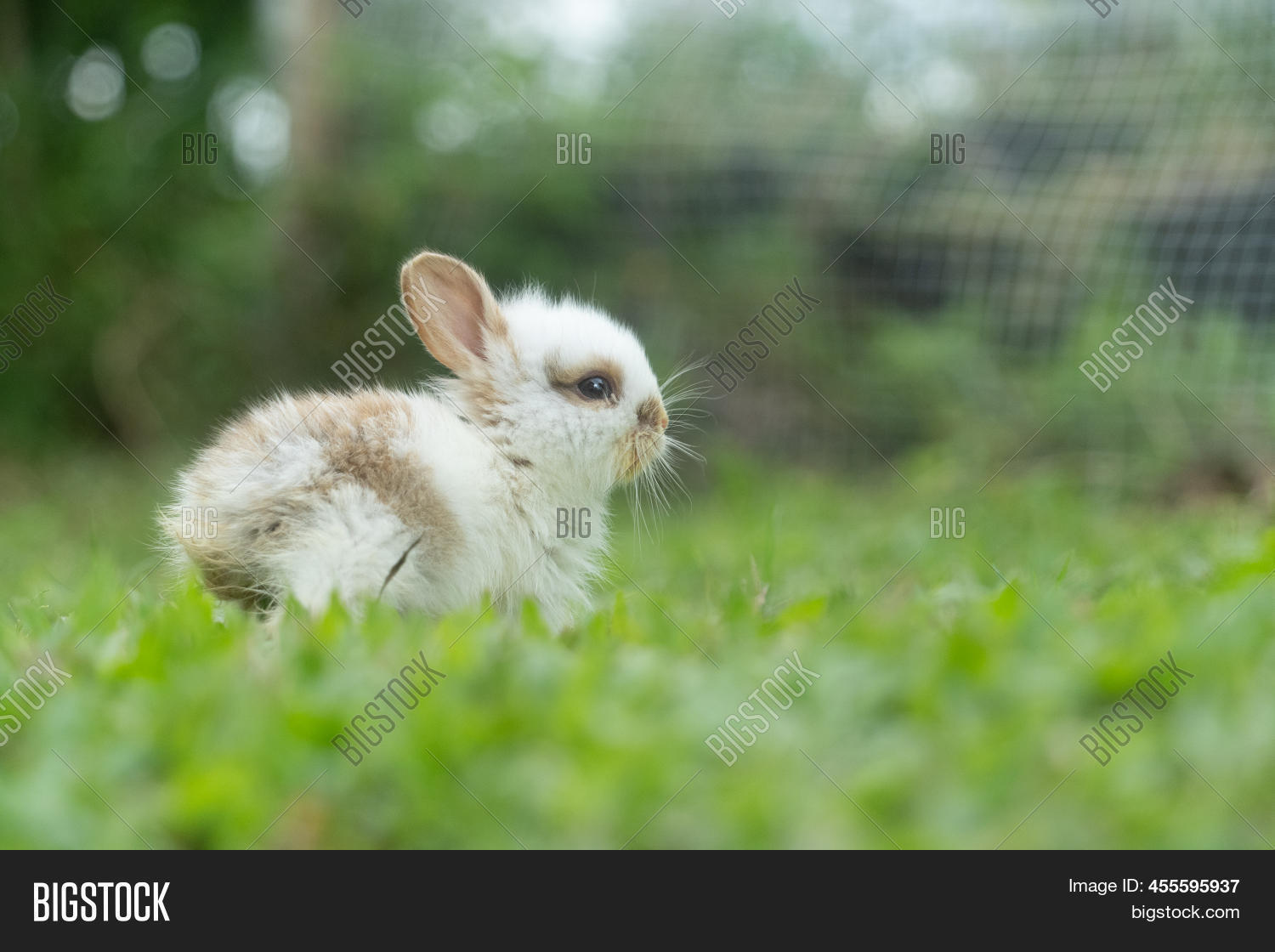 Cute Baby Rabbit Image & Photo (Free Trial) | Bigstock
