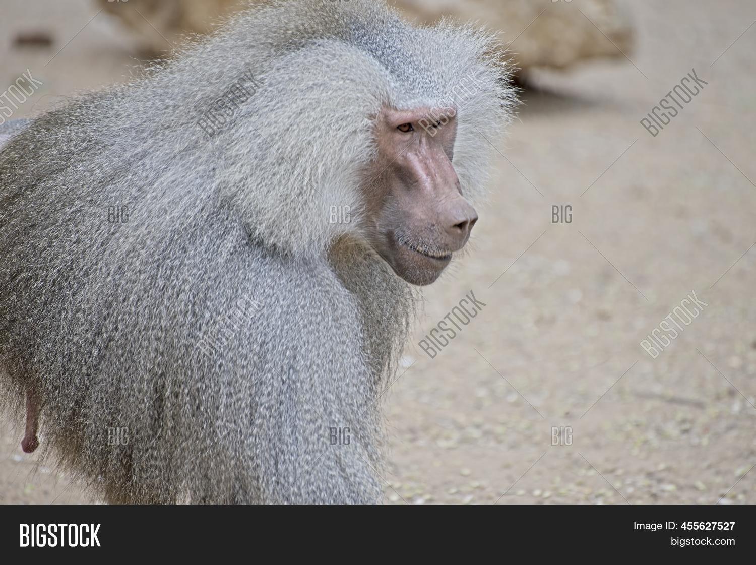 Hamadryas Baboon, Image & Photo (Free Trial) | Bigstock