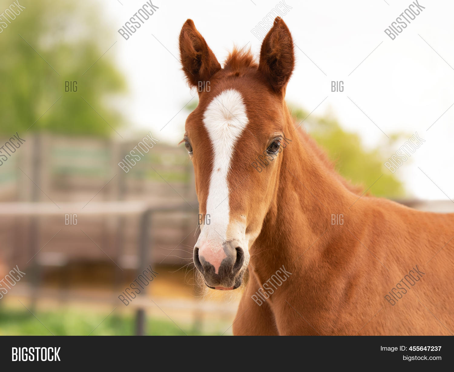 Foals Head Close-. Image & Photo (Free Trial) | Bigstock