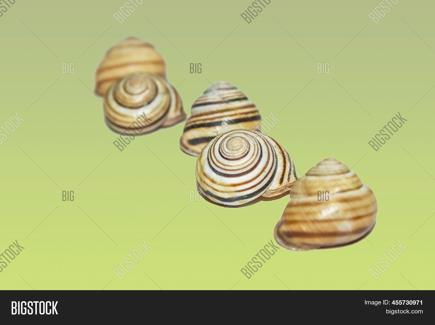 Shells On Uniform Image & Photo (Free Trial) | Bigstock