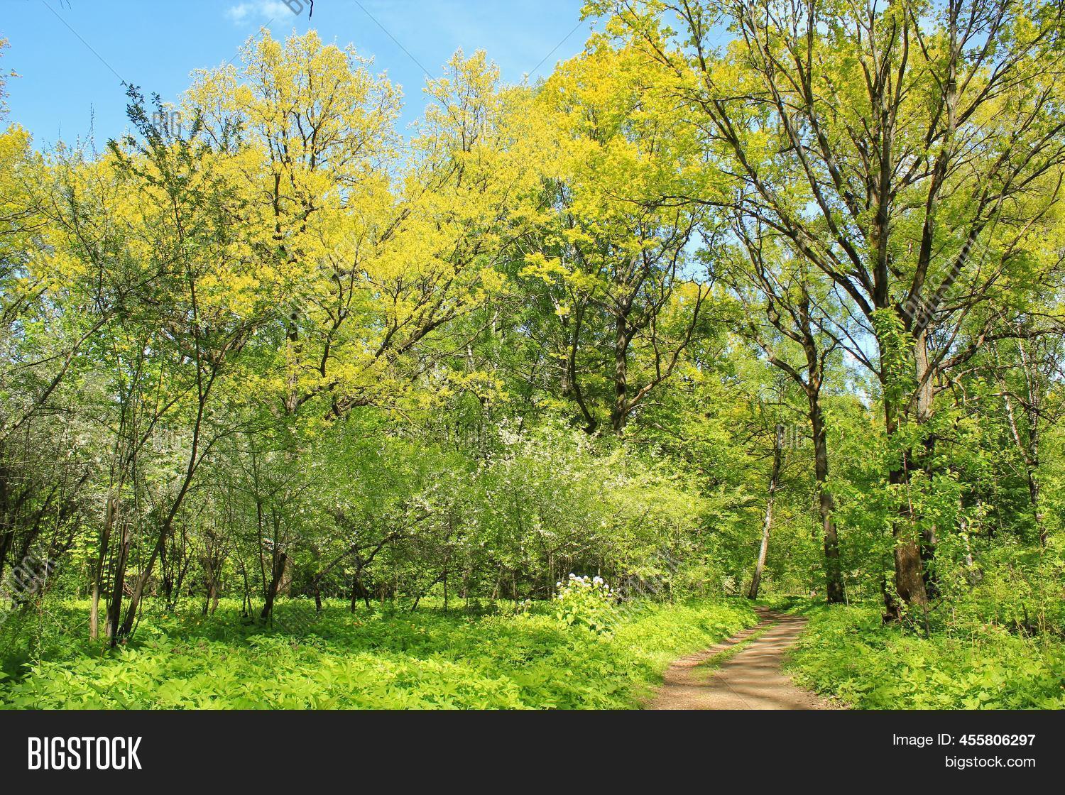 Summer Forest Image & Photo (Free Trial) | Bigstock