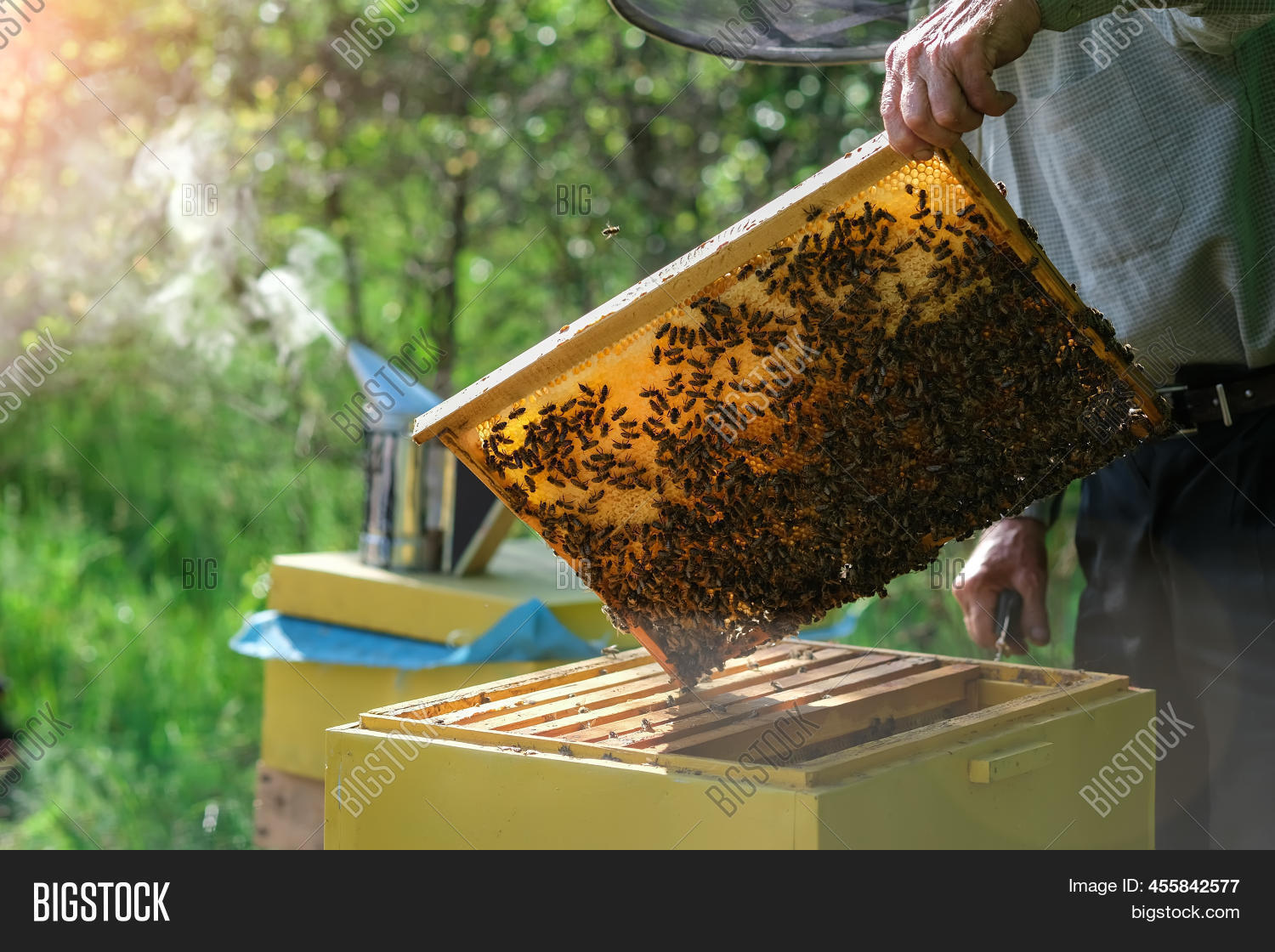 Beekeeper Removing Image & Photo (Free Trial) | Bigstock