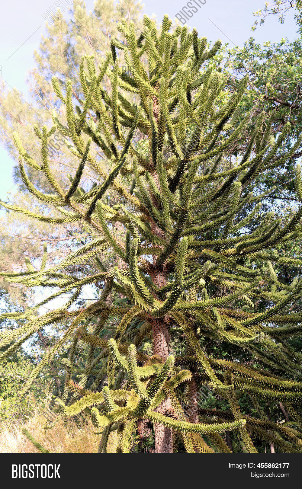 Araucaria Pine Tree Image & Photo (Free Trial) | Bigstock