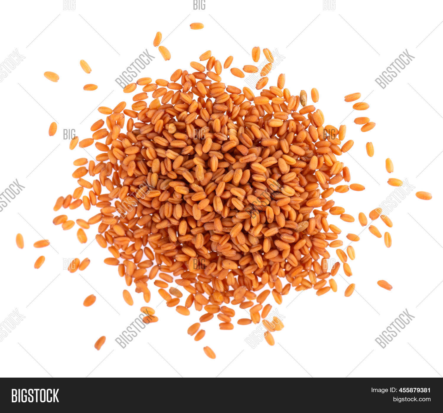 Camelina Sativa Seeds Image & Photo (Free Trial) | Bigstock