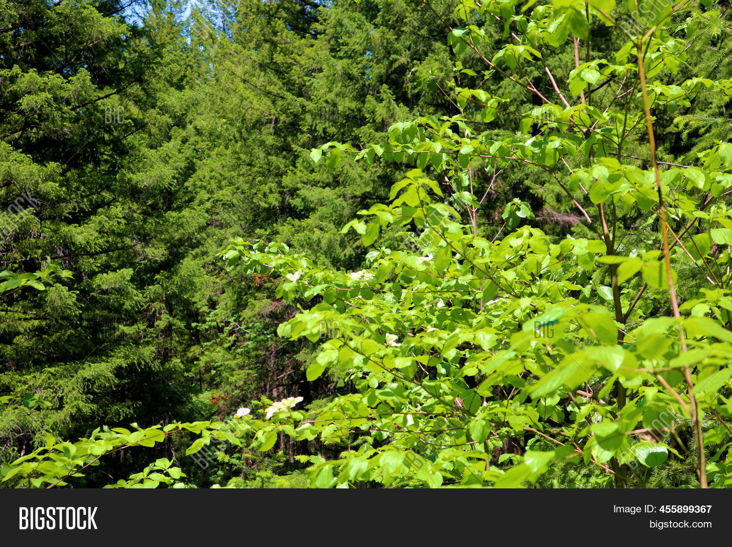 Deciduous Pine Trees Image & Photo (Free Trial) | Bigstock