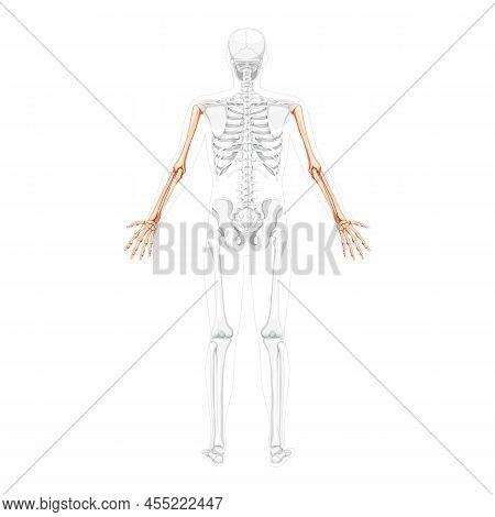 Skeleton Arms Human Vector & Photo (Free Trial) | Bigstock