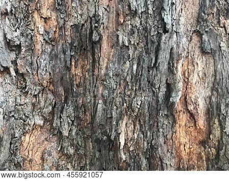 Gray-brown Old Tree Image & Photo (Free Trial) | Bigstock