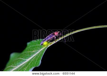 Lighting Bug Image & Photo (Free Trial) | Bigstock