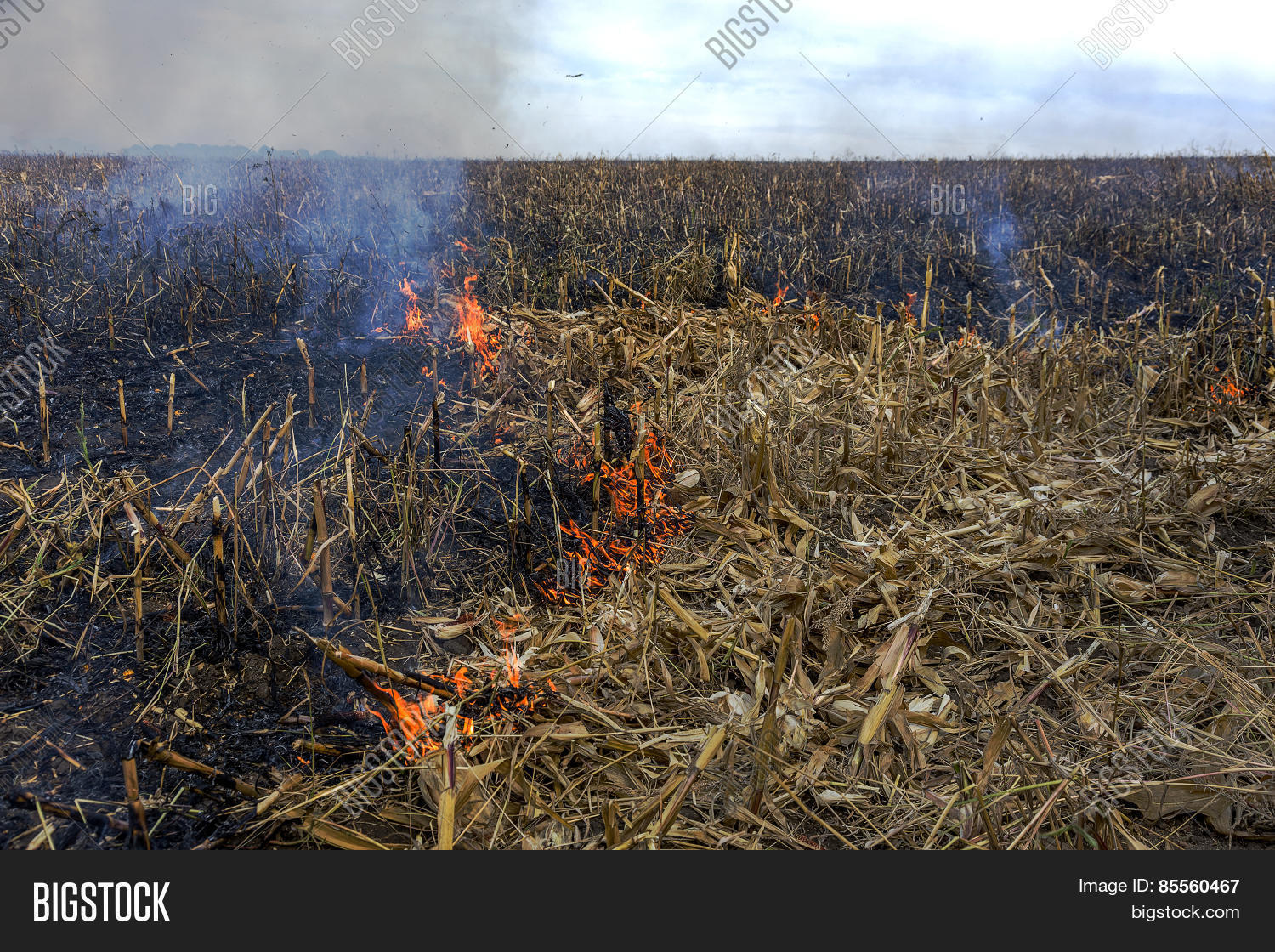 Severe Drought. Fires Image & Photo (Free Trial) | Bigstock