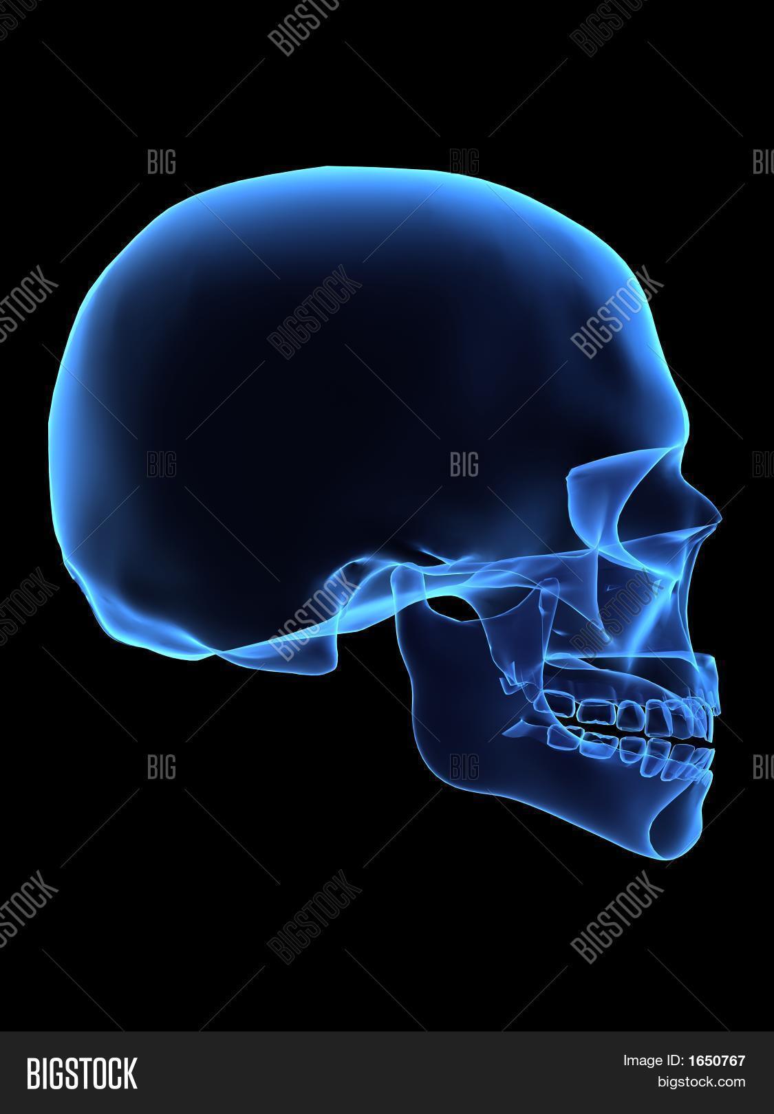 Human Skull Image & Photo (Free Trial) | Bigstock
