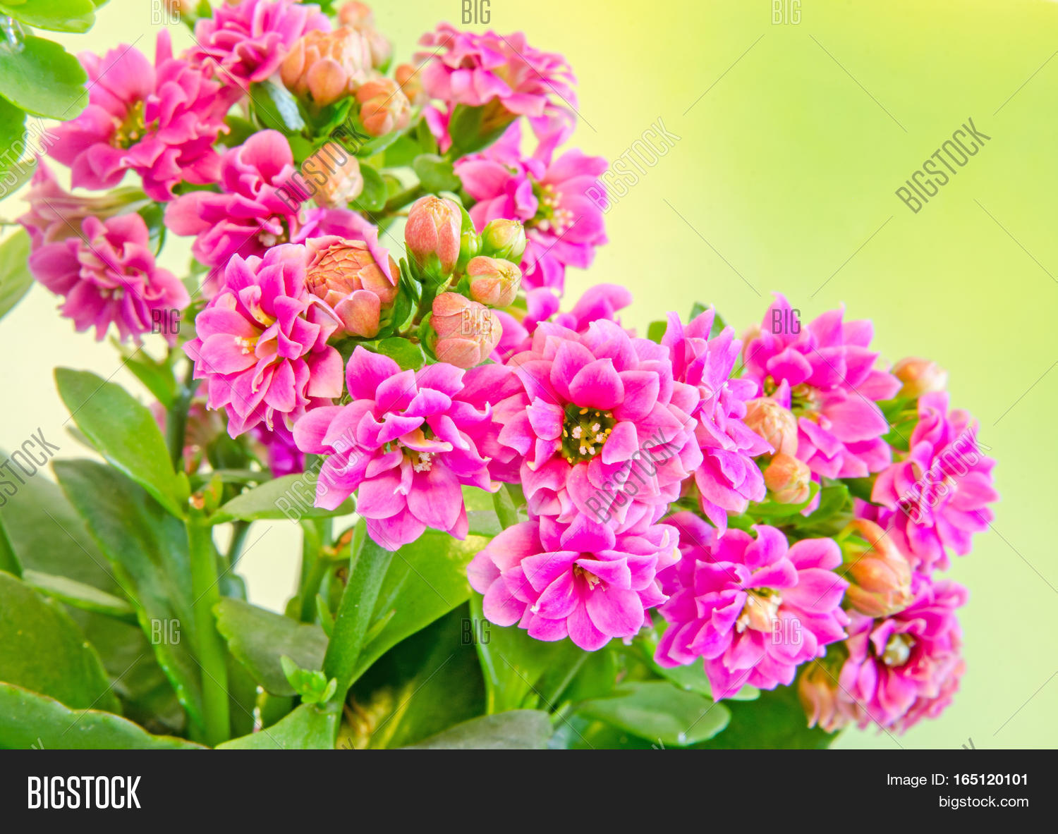 Pink Calandiva Flowers Image & Photo (Free Trial) | Bigstock