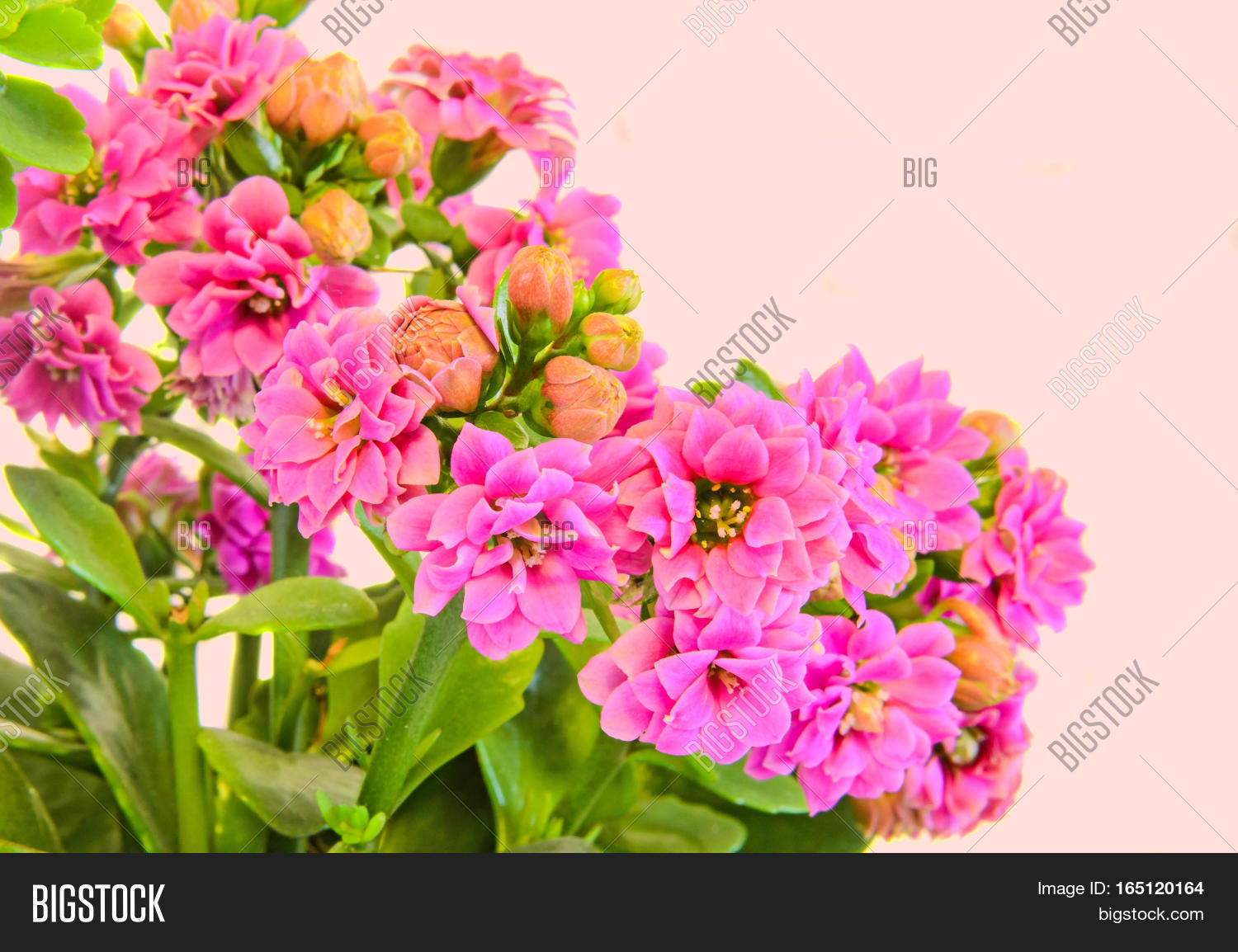 Pink Calandiva Flowers Image & Photo (Free Trial) | Bigstock