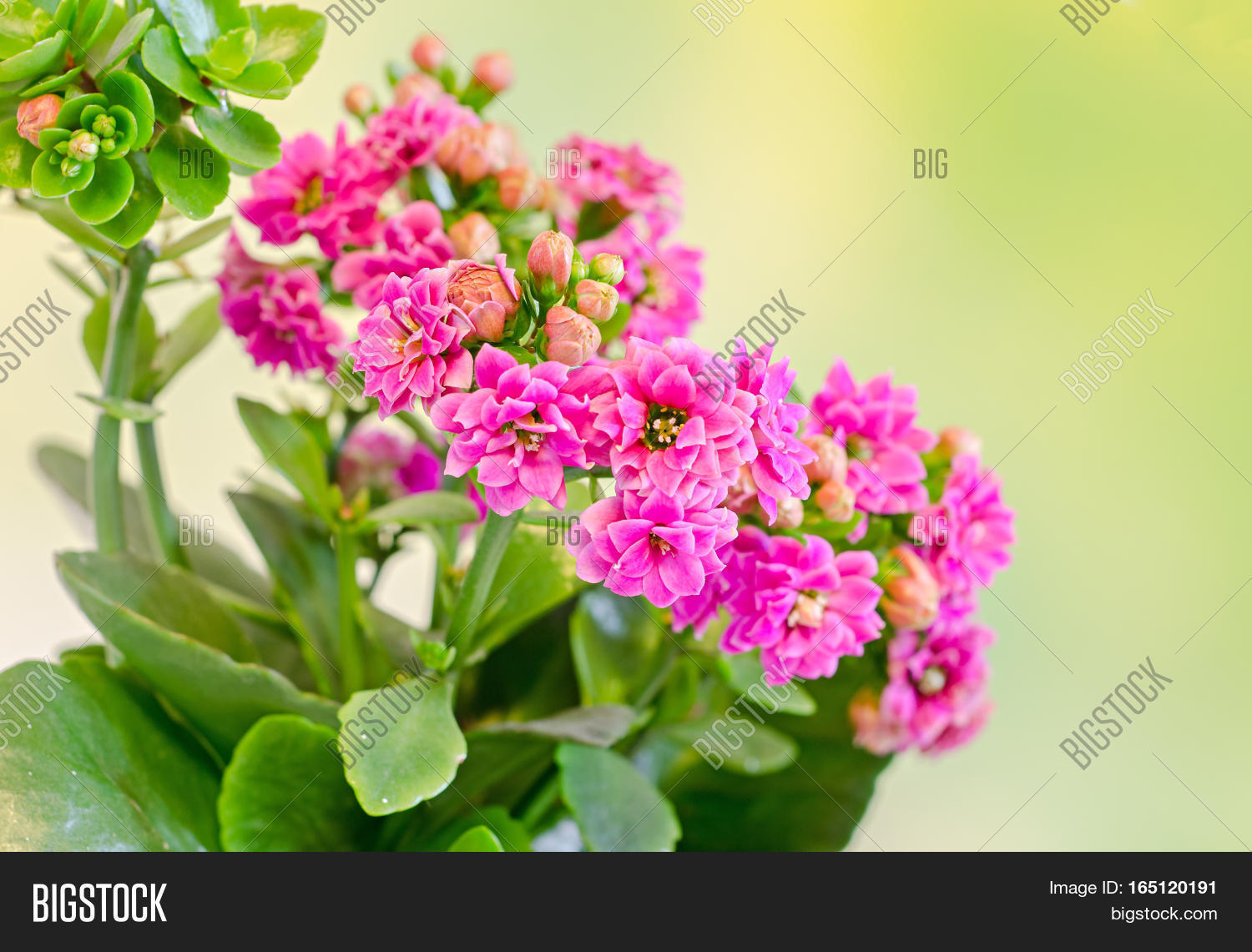 Pink Calandiva Flowers Image & Photo (Free Trial) | Bigstock