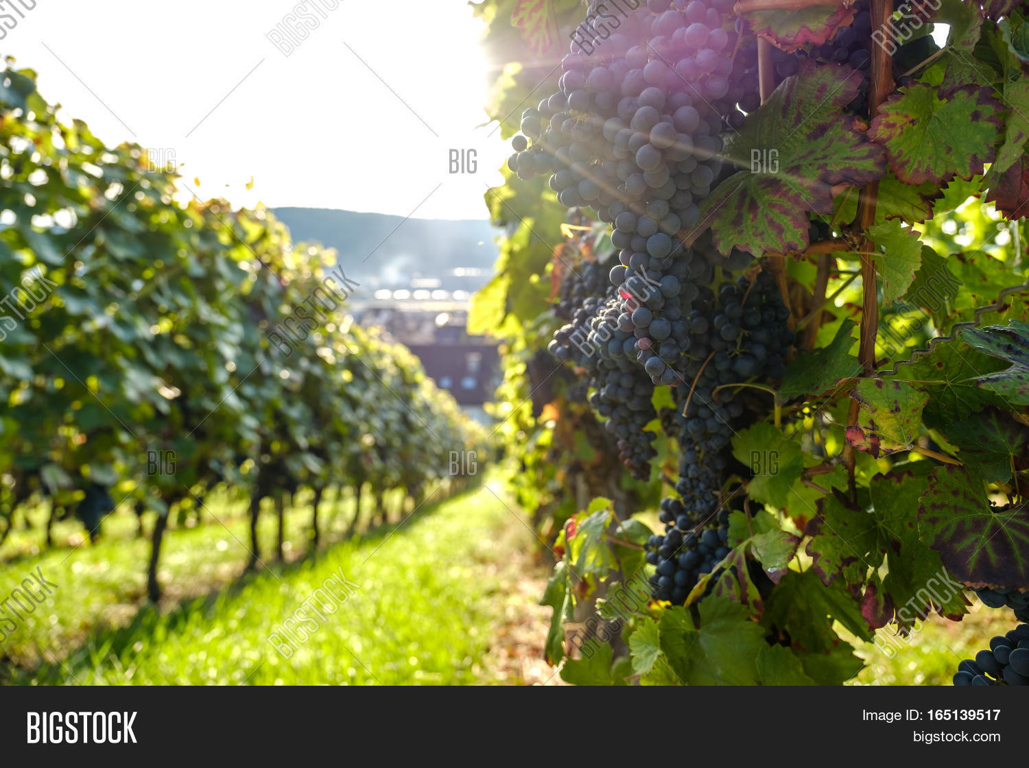 Die Weintraube, Den Image & Photo (Free Trial) | Bigstock